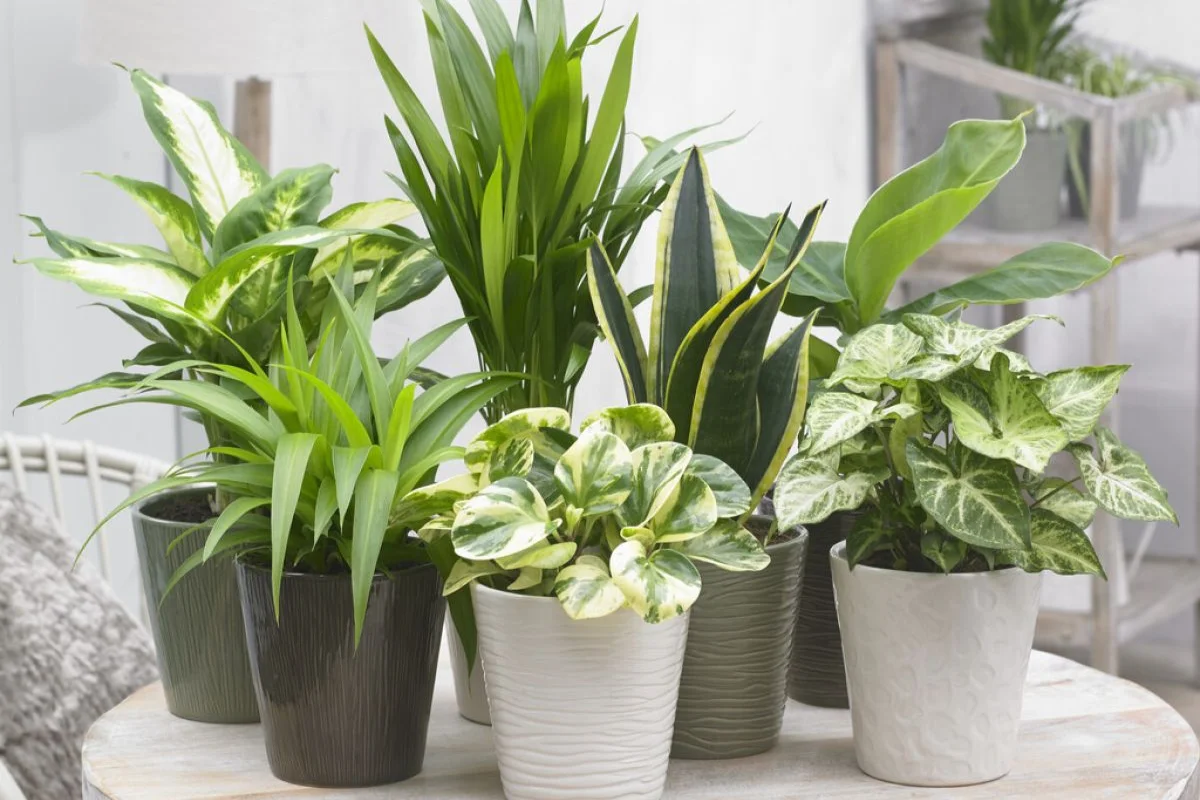 Premium Plants – Garden Express